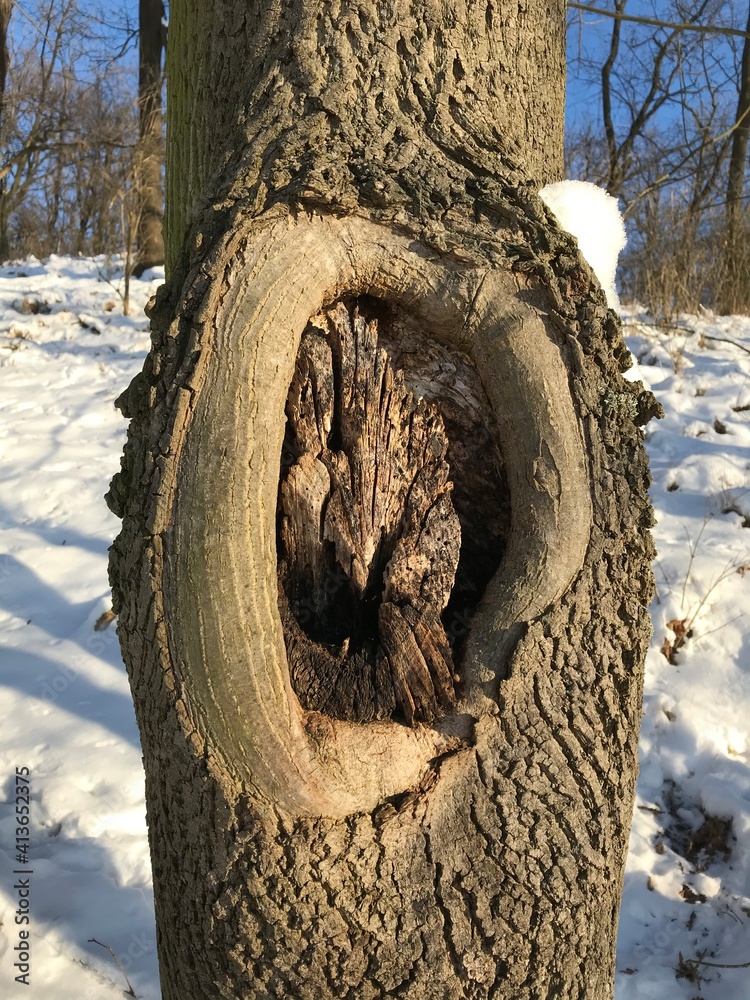 Scar on a Tree Trunk after Having Cut a Branch Stock Photo | Adobe Stock