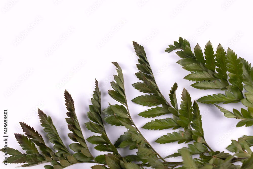 several green branches at the bottom of the frame are stacked parallel ...