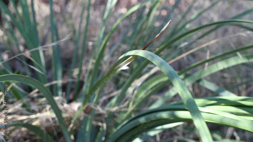 Simple rosulate distally cuspidate linear denticulately margined ...