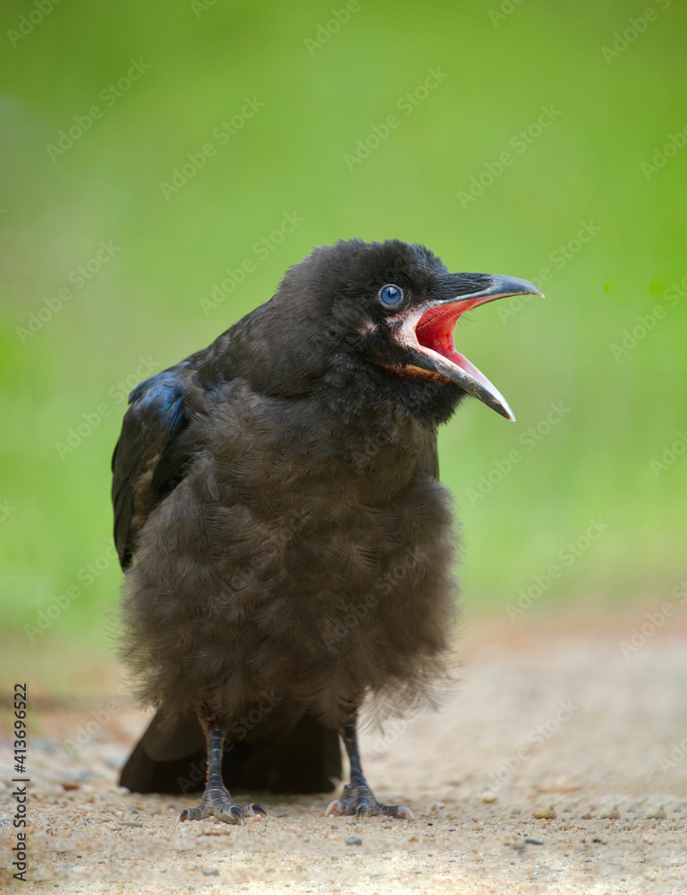 Baby Raven, a fledgling juvenile, calls to its parents - Common Raven ...