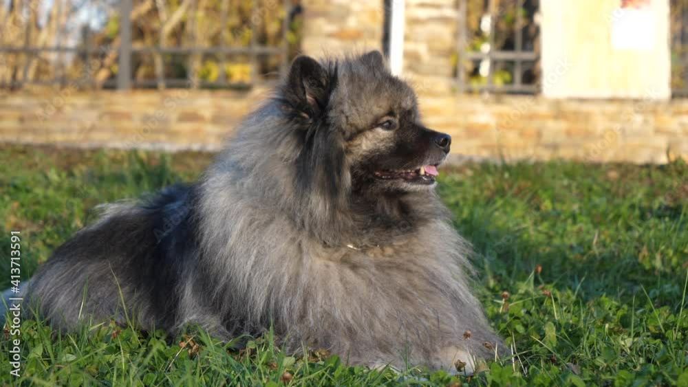 a fluffy keeshond dog with beautiful eyes lies on a green meadow, moves ...
