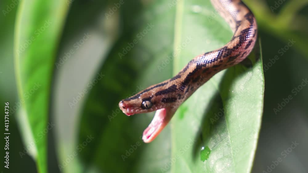 The boa constrictor opens its mouth and shows its teeth. Dangerous ...