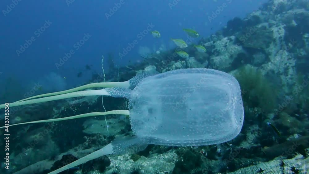 Spotted Box Jellyfish Swims Pulsate Through Clear Water Over Coral Reef ...