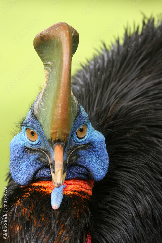 The southern cassowary (Casuarius casuarius) also known as double ...
