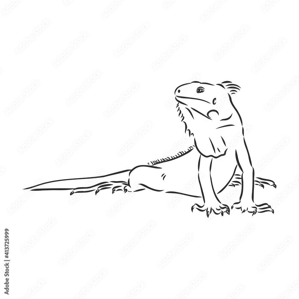 Sketch of iguana. Hand drawn illustration converted to vector. iguana ...