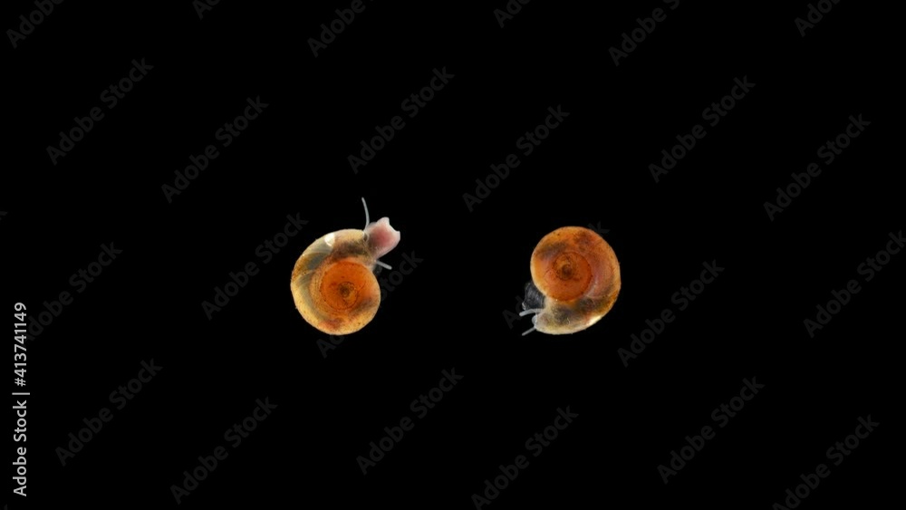 Snail Planorbis sp., Family Planorbidae, order Pulmonata. They live in ...