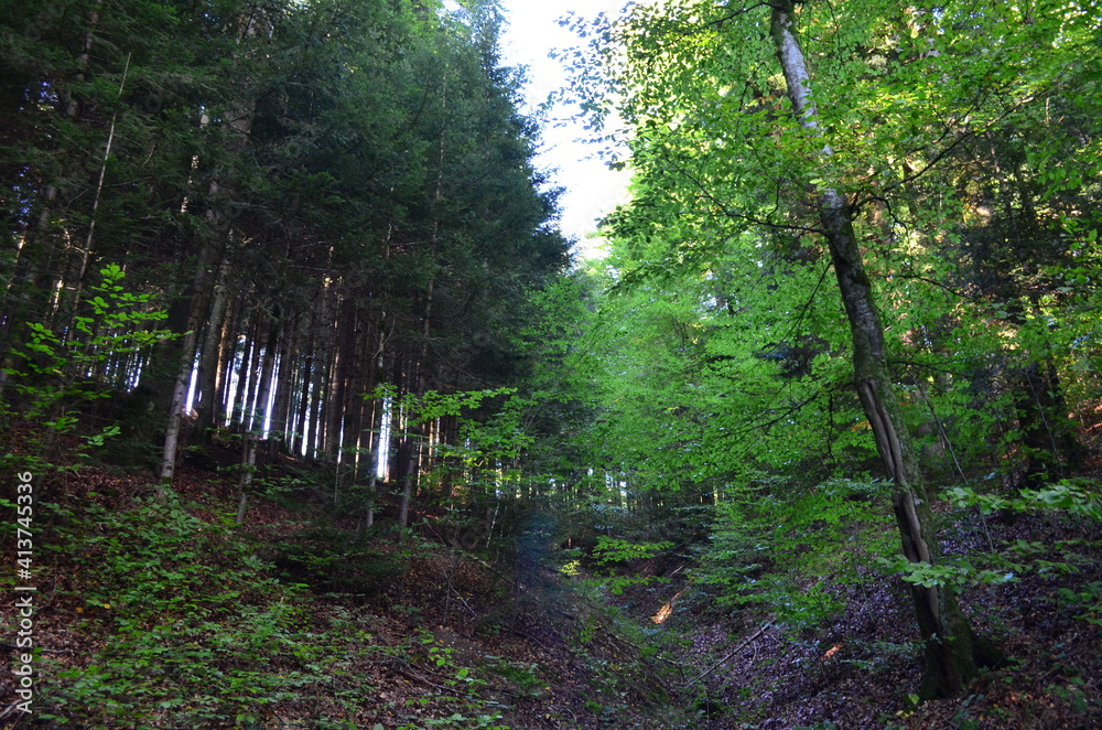 Forêt de conifères en face de forêt de feuillus Stock Photo | Adobe Stock