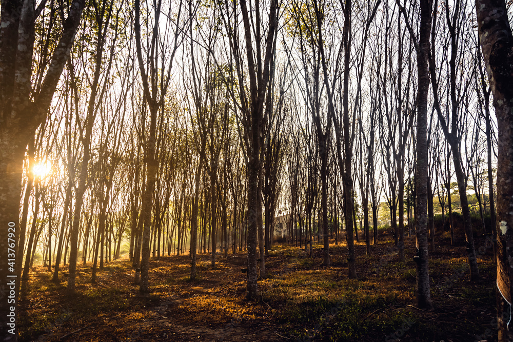 Wooded forest trees backlit by golden sunlight before sunset with sun ...