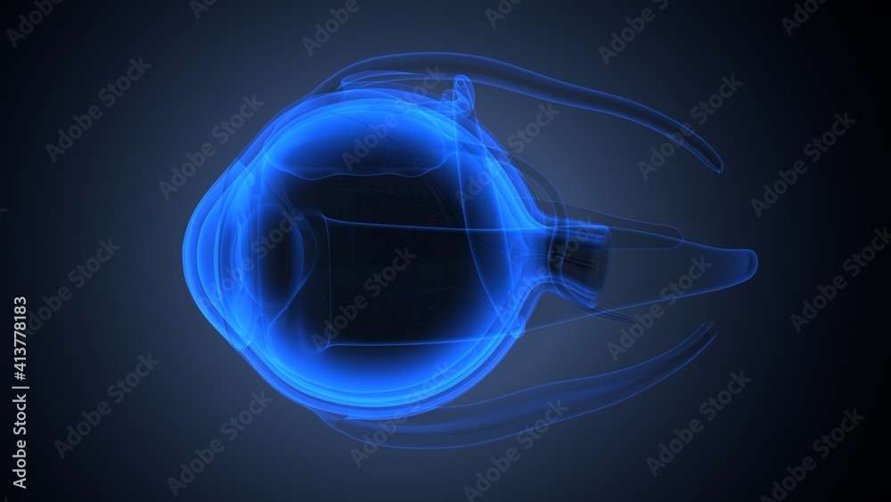 3d render of male human eye anatomy Stock Illustration | Adobe Stock