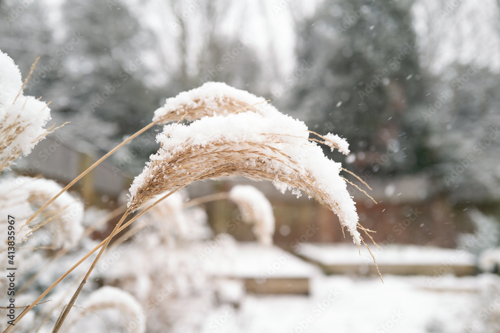 Miscanthus Sinensis 'Red chief' an ornamental grass covered in snow in ...