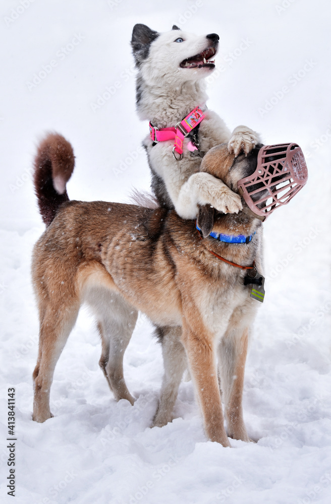 Poster A dog of the Yakut Laika breed hugs a Kangal (Turkish Anatolian ...
