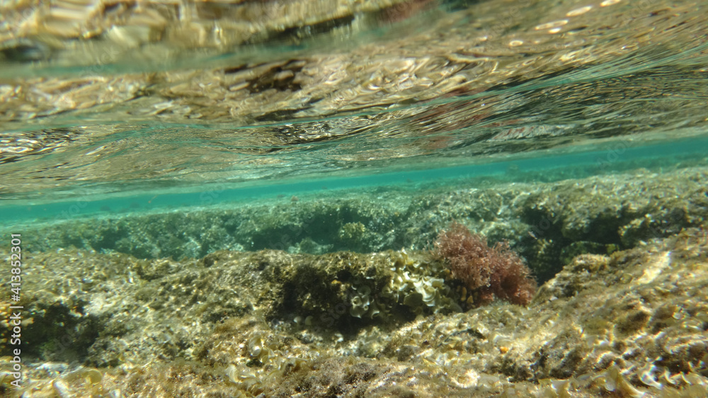 Morze Czerwone, ryby, koralowce, nurkowanie, płaszczka, meduza, wakacje ...