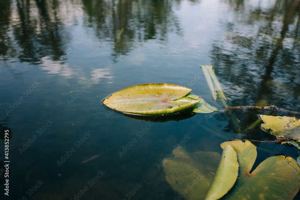 lily pad with the trees reflecting on the still water Stock Photo ...