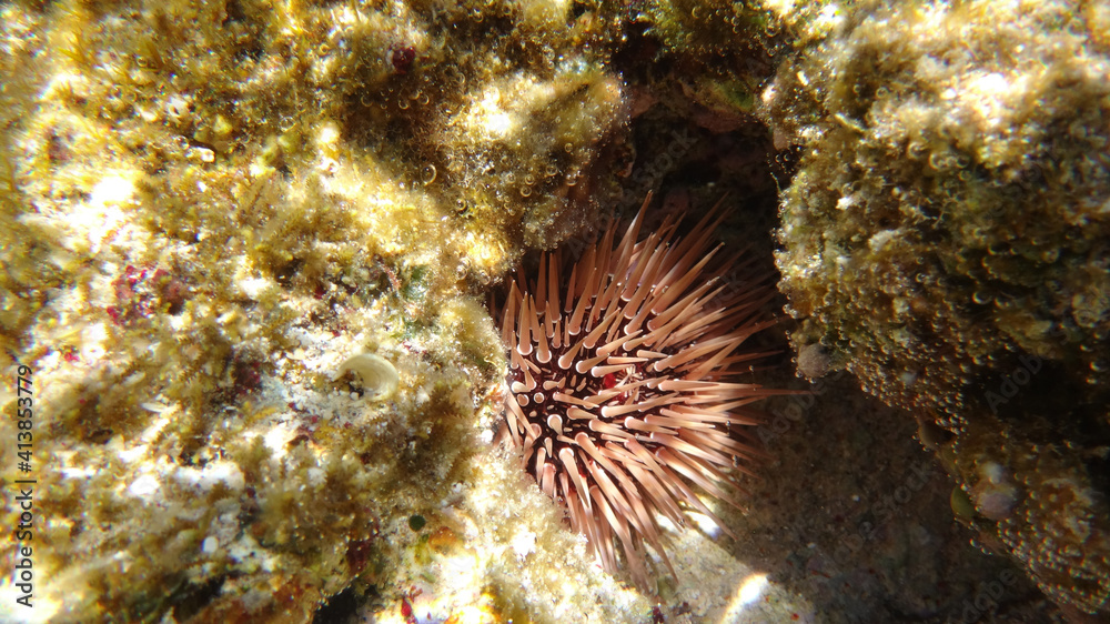 Morze Czerwone, ryby, koralowce, nurkowanie, płaszczka, meduza, wakacje ...