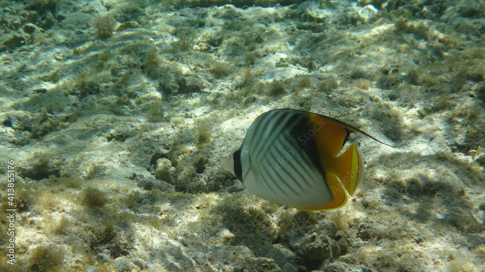 Morze Czerwone, ryby, koralowce, nurkowanie, płaszczka, meduza, wakacje ...