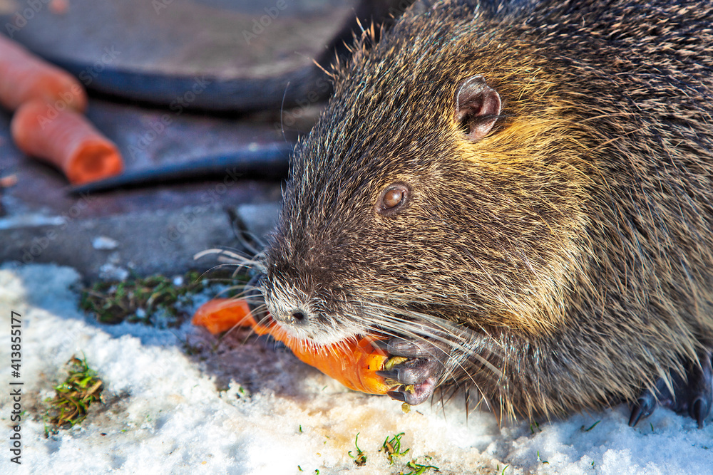 Muskrat Up Close