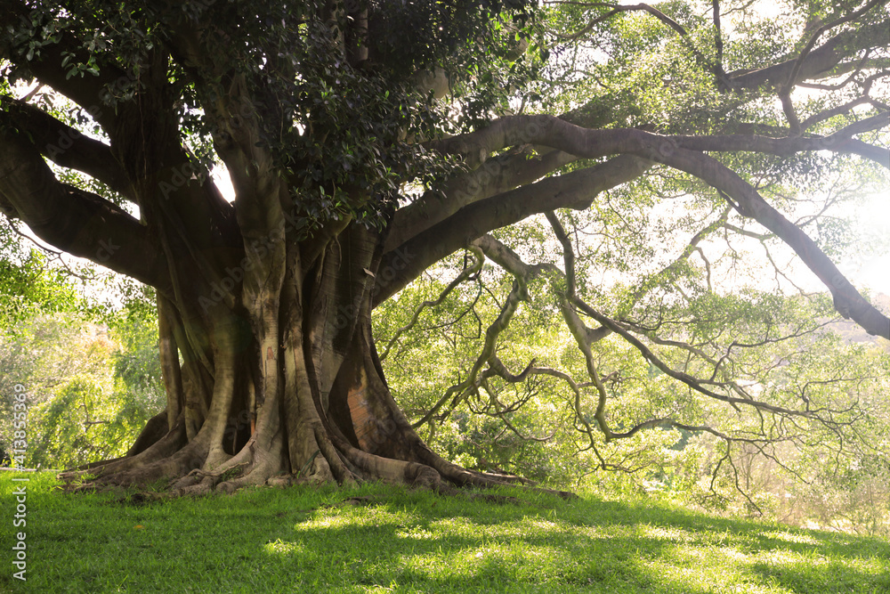 Large Tree in Australia Stock Photo | Adobe Stock
