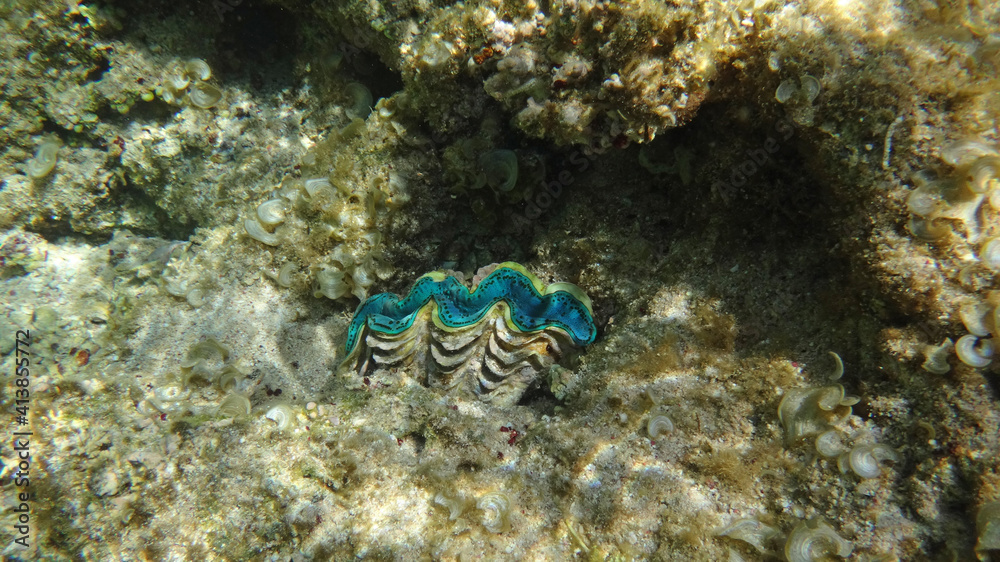 Morze Czerwone, ryby, koralowce, nurkowanie, płaszczka, meduza, wakacje ...