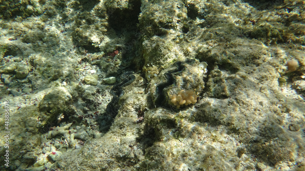 Morze Czerwone, ryby, koralowce, nurkowanie, płaszczka, meduza, wakacje ...