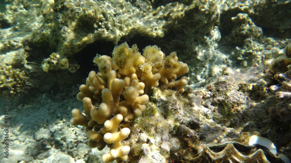 Morze Czerwone, ryby, koralowce, nurkowanie, płaszczka, meduza, wakacje ...