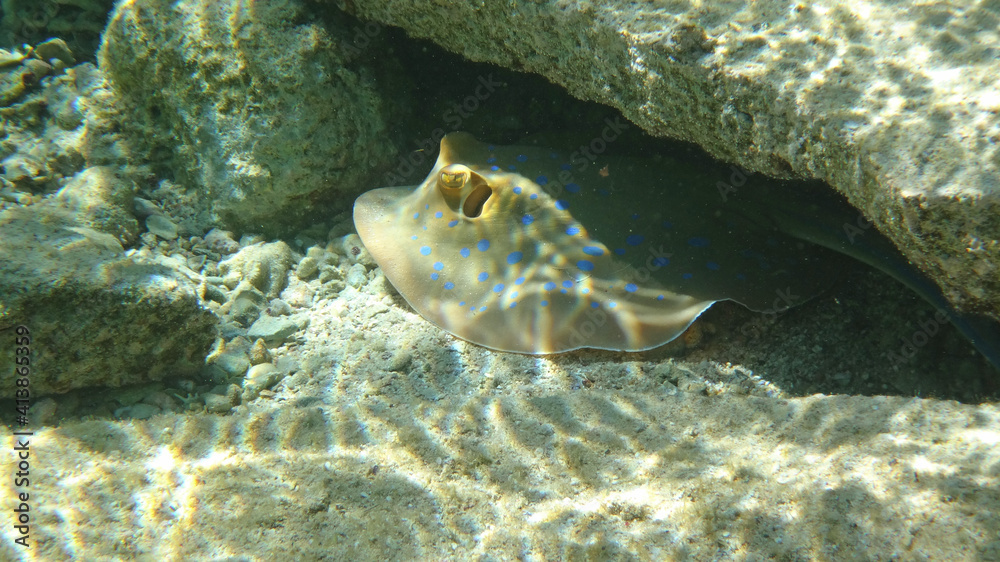 Foto de Morze Czerwone, ryby, koralowce, nurkowanie, płaszczka, meduza ...