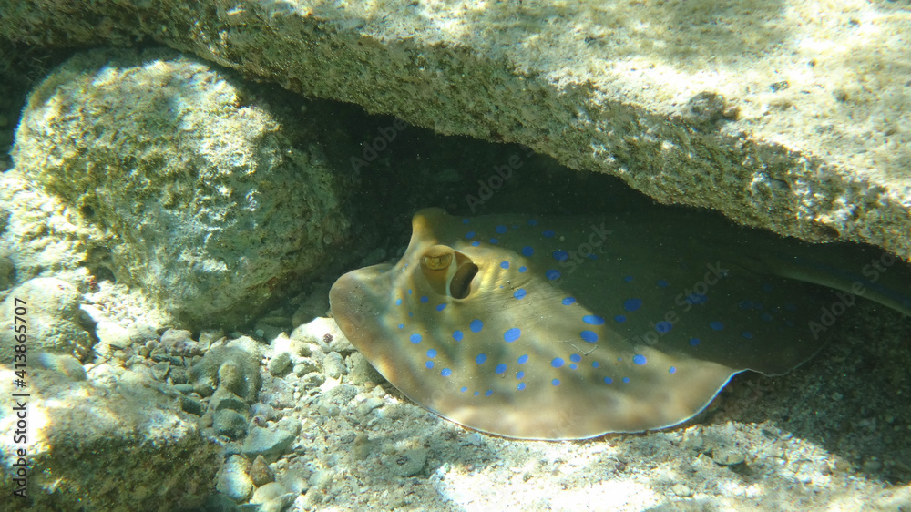 Morze Czerwone, ryby, koralowce, nurkowanie, płaszczka, meduza, wakacje ...