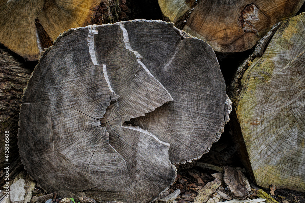Interesting structures in the cross section of sawn tree trunks Stock ...