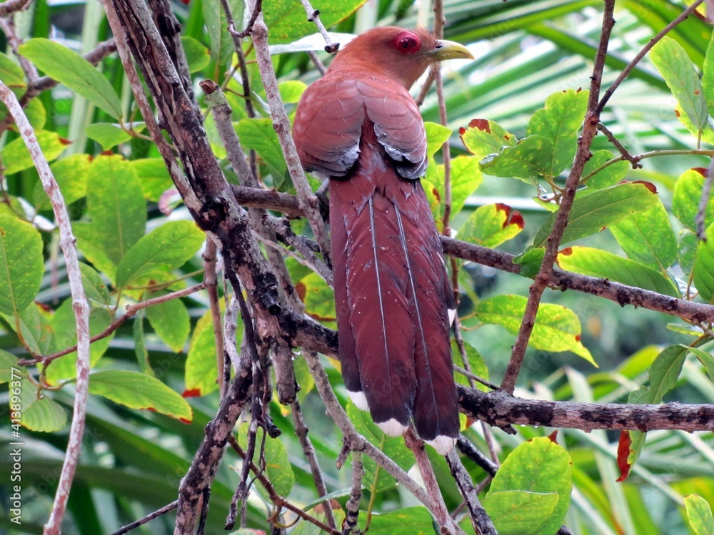 The little cuckoo (Coccycua minuta) is a species of bird in the cuckoo ...