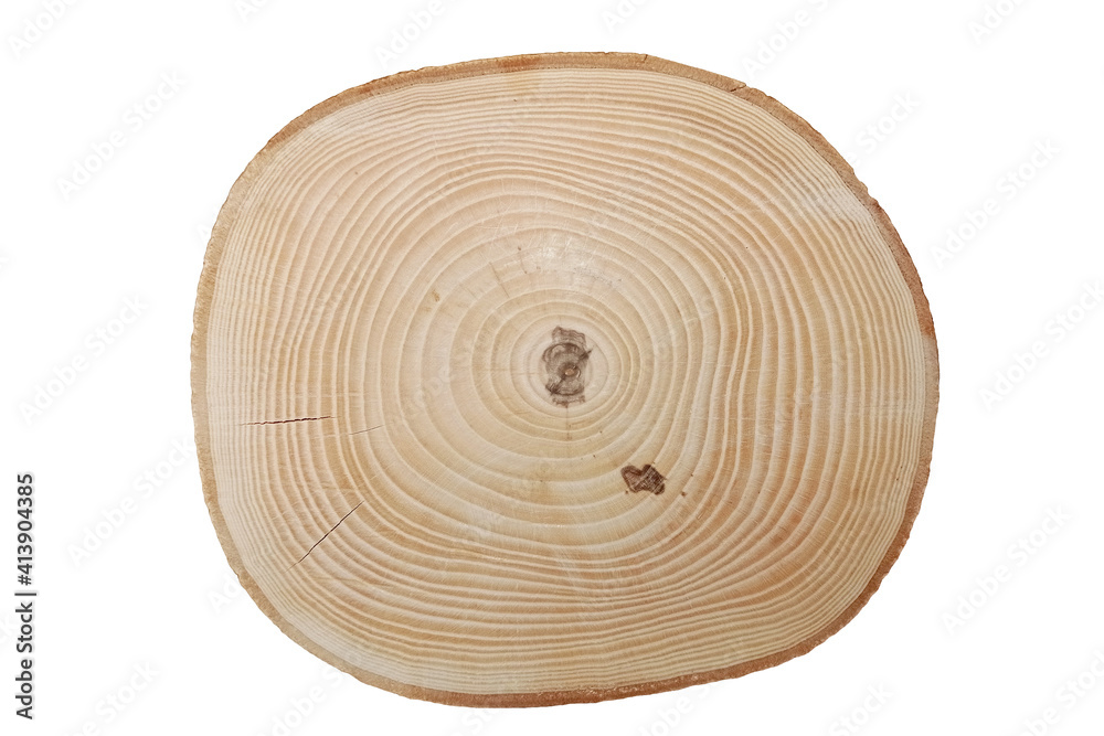 Cross-section of the ash tree trunk with growth rings isolated on white ...