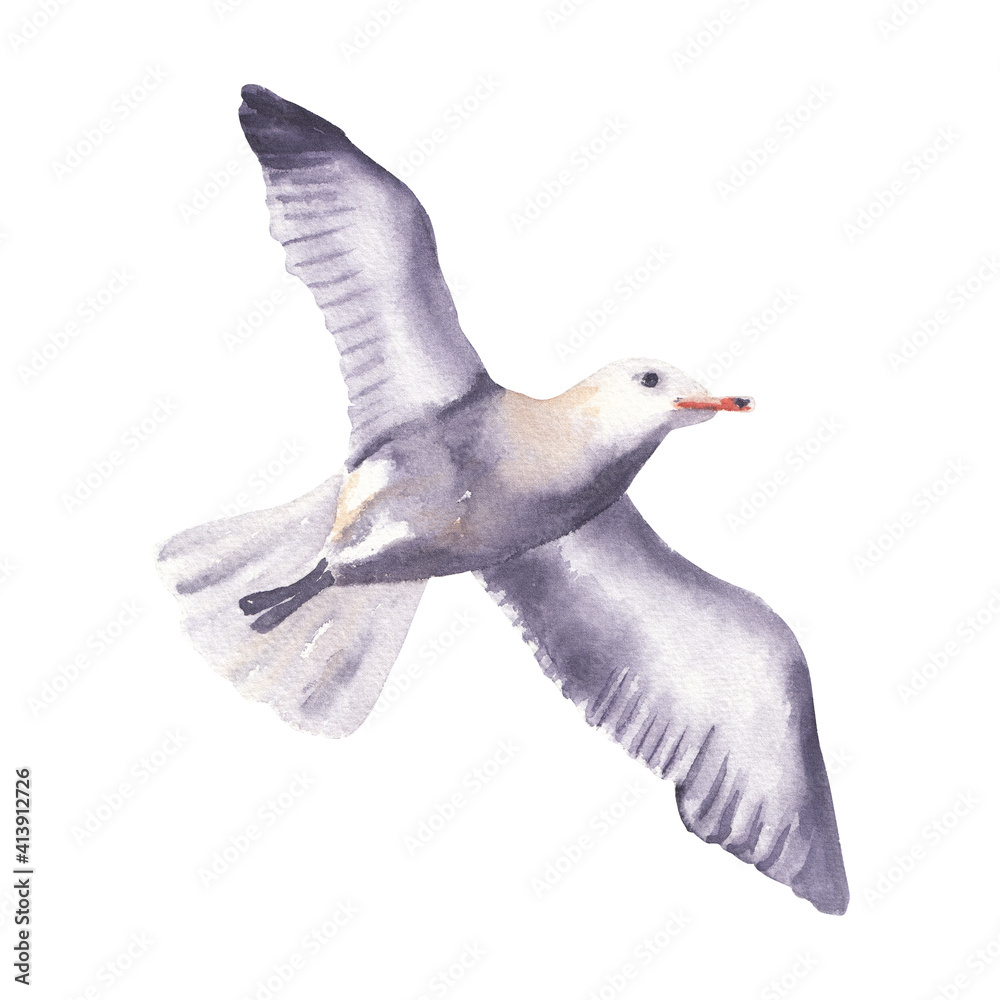 Watercolor seagull bird drawing isolated on white background Watercolor ...
