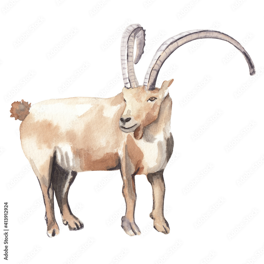 Watercolor animal illustration isolated on white background. Horned ...