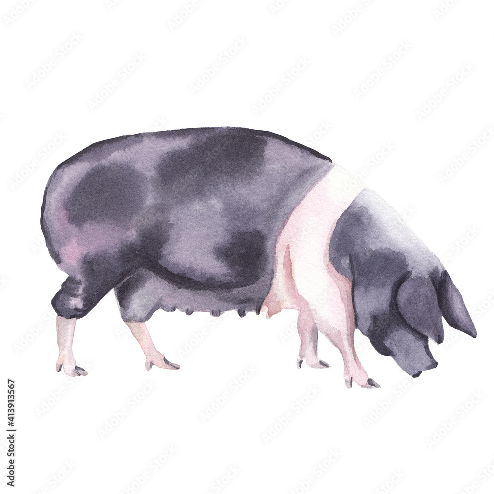 Watercolor domestic pig illustration Hand drawn realistic farm animal ...