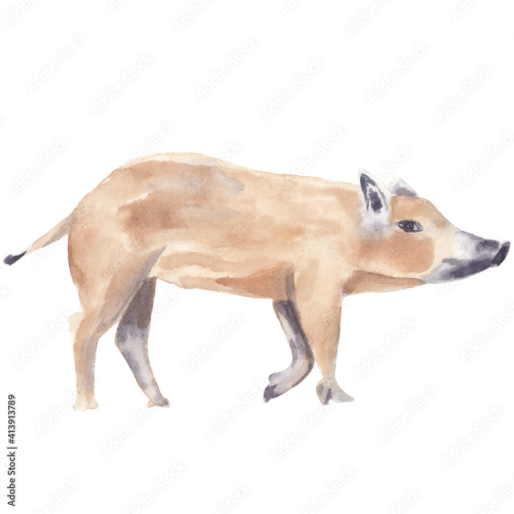 Watercolor wild pig illustration Watercolor clip art Realistic hand ...