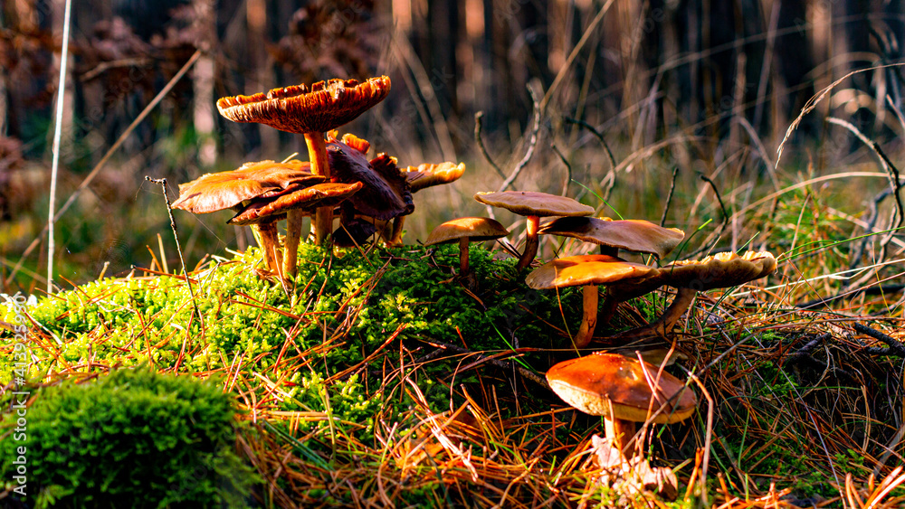 jeden jadalny grzyb w grupie z trującymi Stock Photo | Adobe Stock