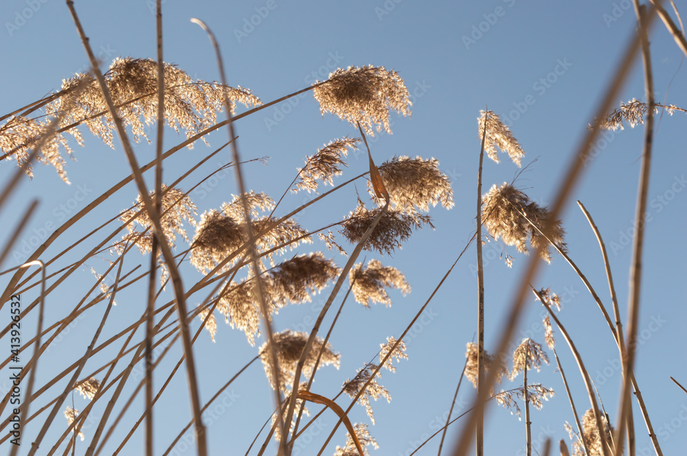 Dried reed and their seed heads in the late winter sun Stock Photo ...