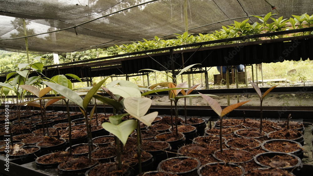 Vivero Forestal Stock Photo | Adobe Stock