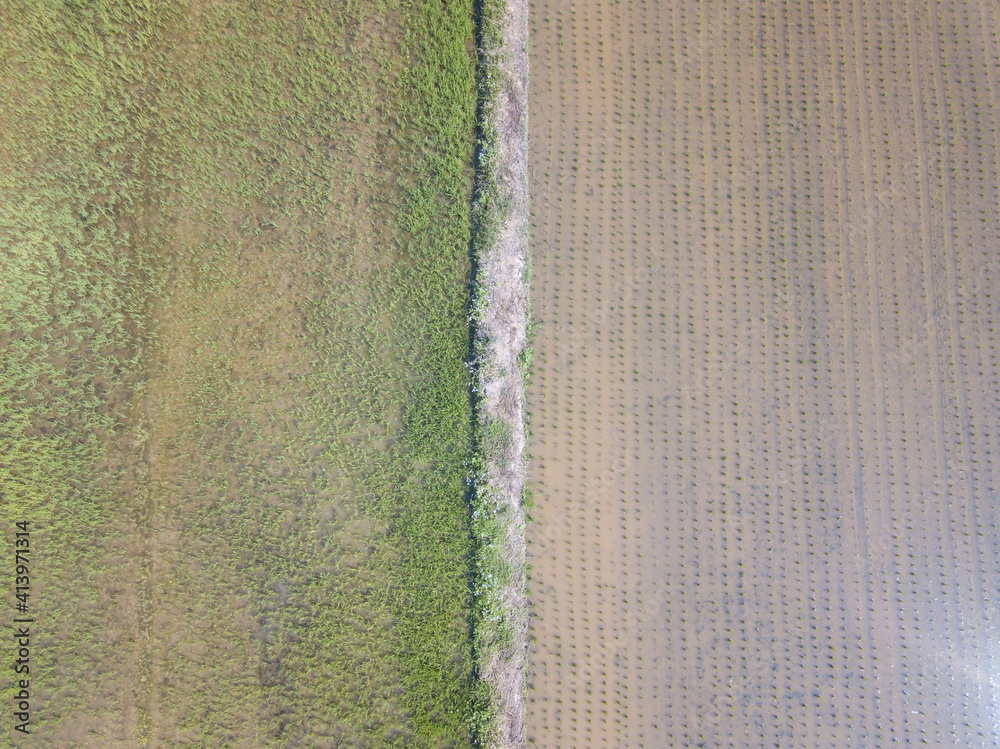 Comparison of the rice paddy field and mud field in Chiang Rai the ...