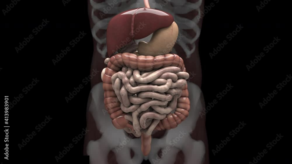 Bowel movement gi motility with small intestine colon stomach liver 4k ...