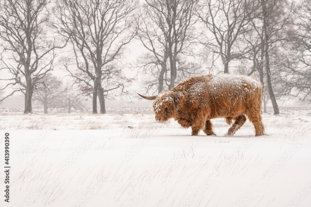 Highland Cattle (Bos taurus taurus) covered with snow and ice ...