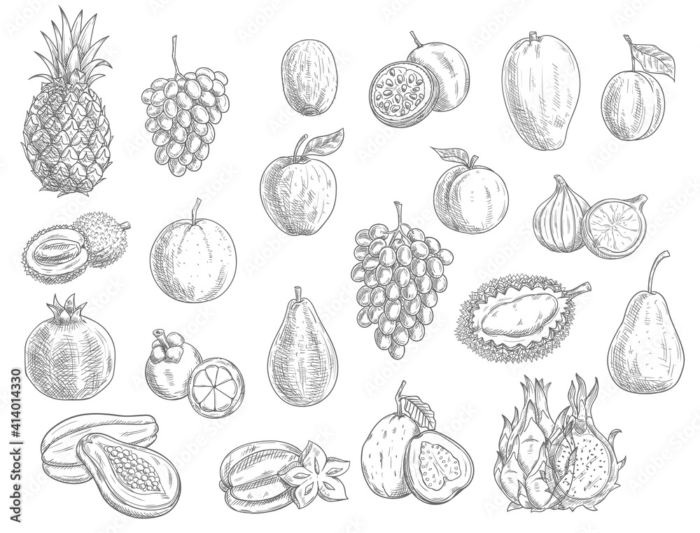 Sketch fruits isolated vector icons. Durian, pomegranate and pineapple ...