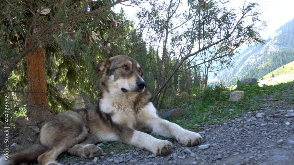 The dog is lying under a tree in the shade. Hiding from the heat, from ...