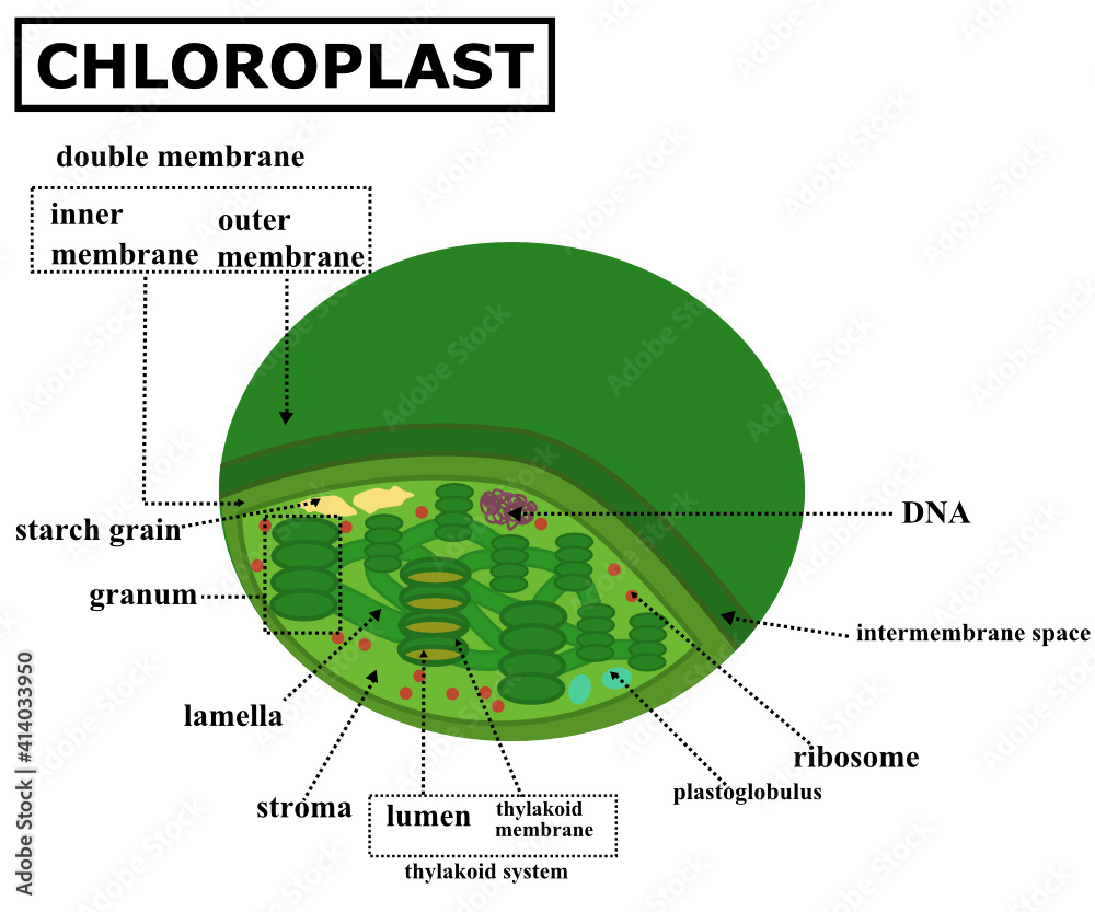 The structure of the chloroplast.Structure within the cells of algae ...