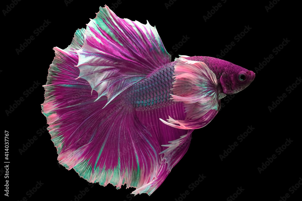 Beautiful movement of Pink purple betta fish, Fancy Halfmoon Betta, The ...