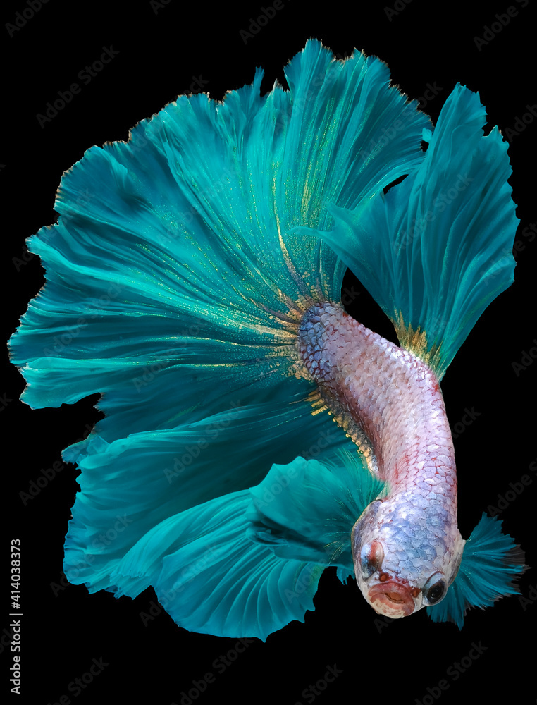 Beautiful movement of pastel betta fish, Fancy Halfmoon Betta, The ...