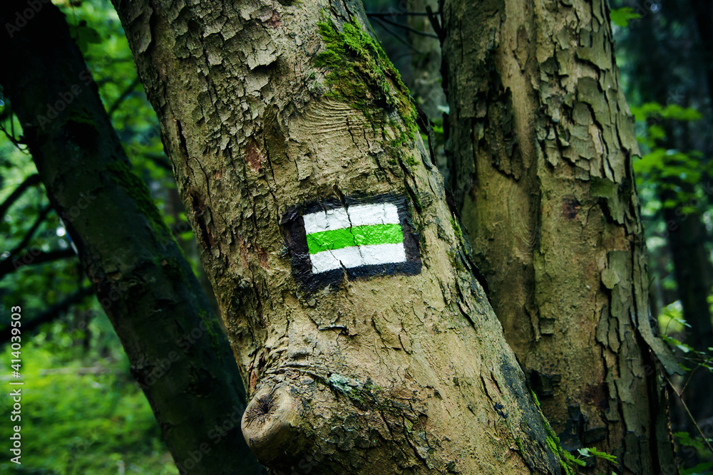 Walking trail background. Green forest path. Brown tree trunk. Guide ...