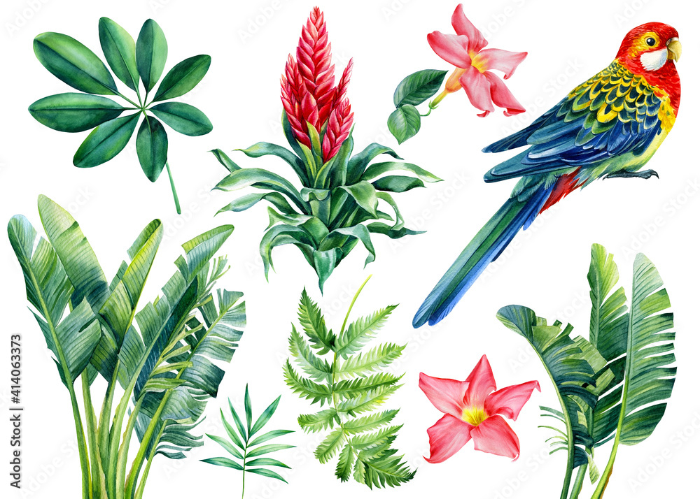 Parrot and tropical plants set. Palm leaves, guzmania flower, hand ...