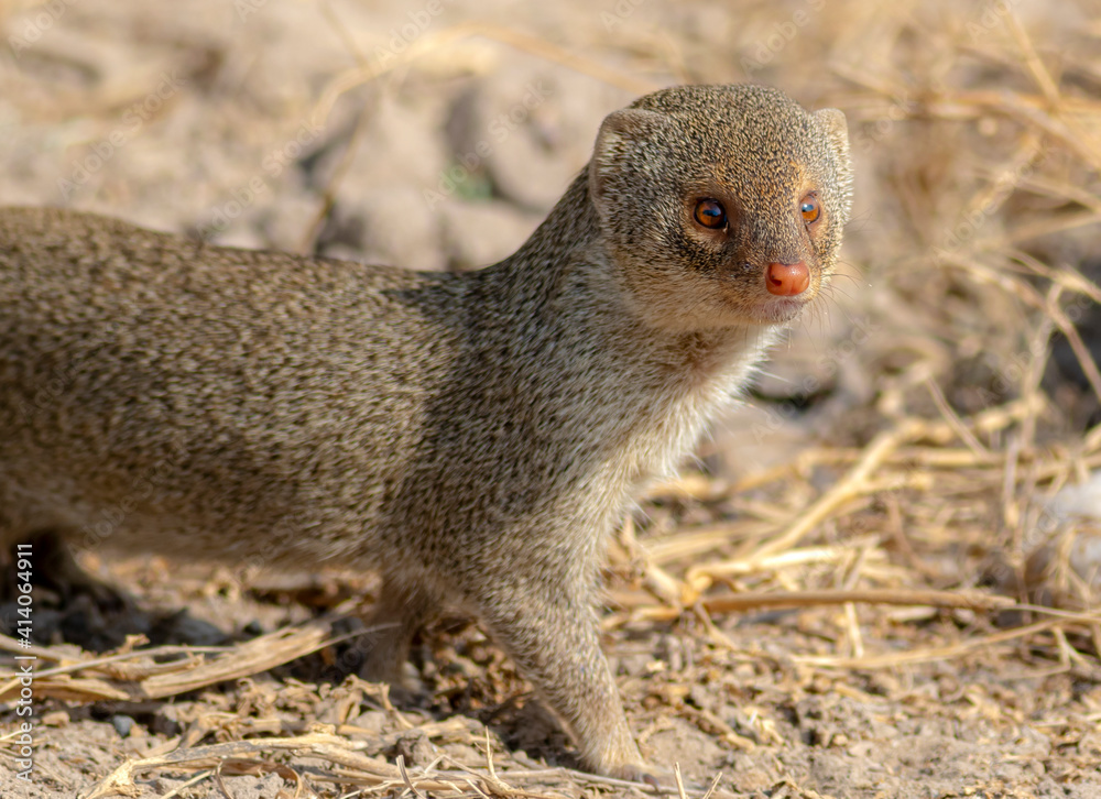 The Indian grey mongoose is a mongoose species native to the Indian ...