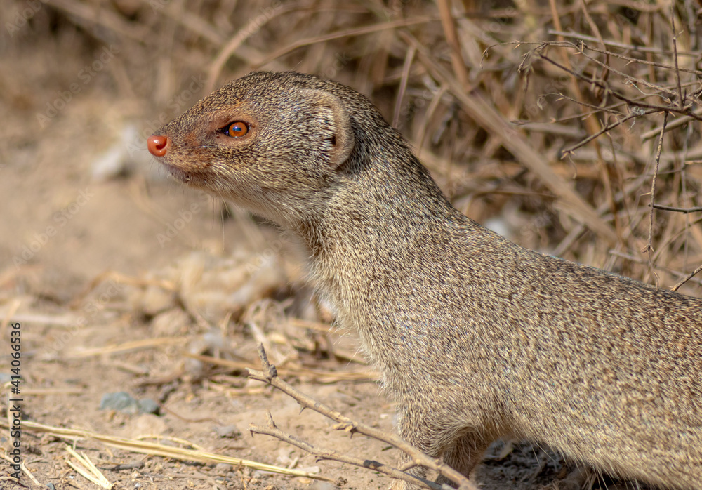 portrait of grey mongoose, The Indian grey mongoose is a mongoose ...