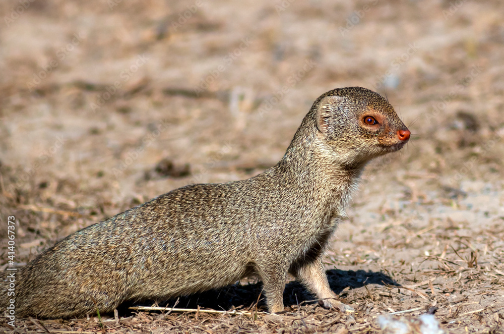 The Indian grey mongoose is a mongoose species native to the Indian ...