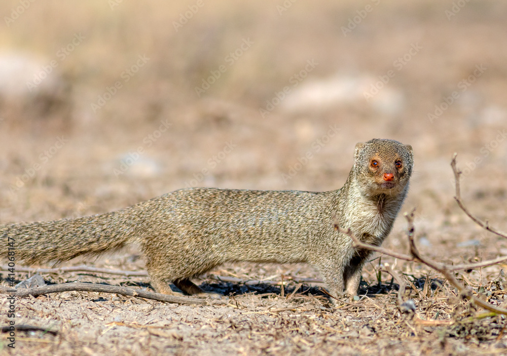 closeup of a mongoose in blur background, The Indian grey mongoose is a ...